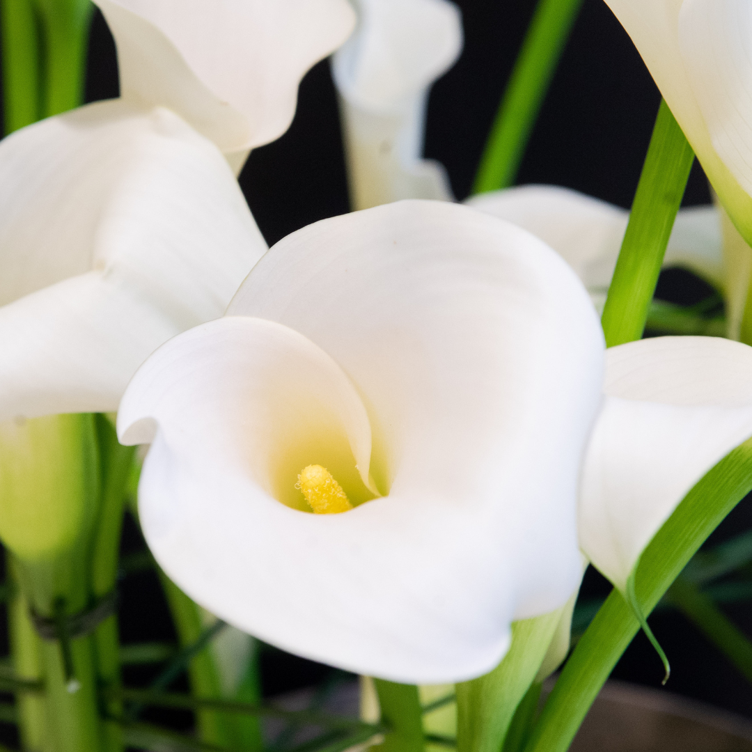 Seasons Floristry, Flower Shop, Florist, Sharjah Florist, UAE Florist